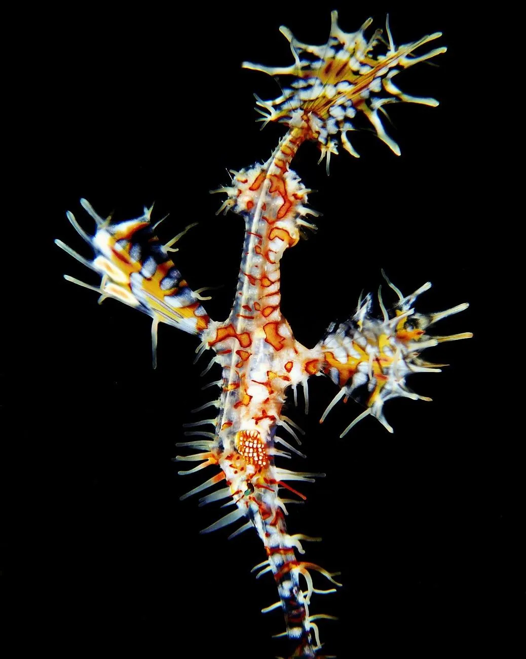 What Is The Rarest Thing In The Great Barrier Reef?